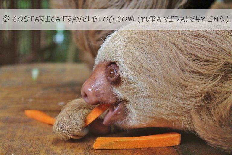 [2026] How, When, And Where To See Sloths In Costa Rica (15+ Spots ...