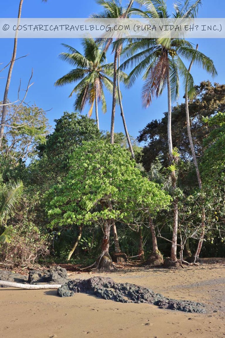 [2025] Photos of Playa Cocalito Costa Rica (Osa Peninsula) From Our ...