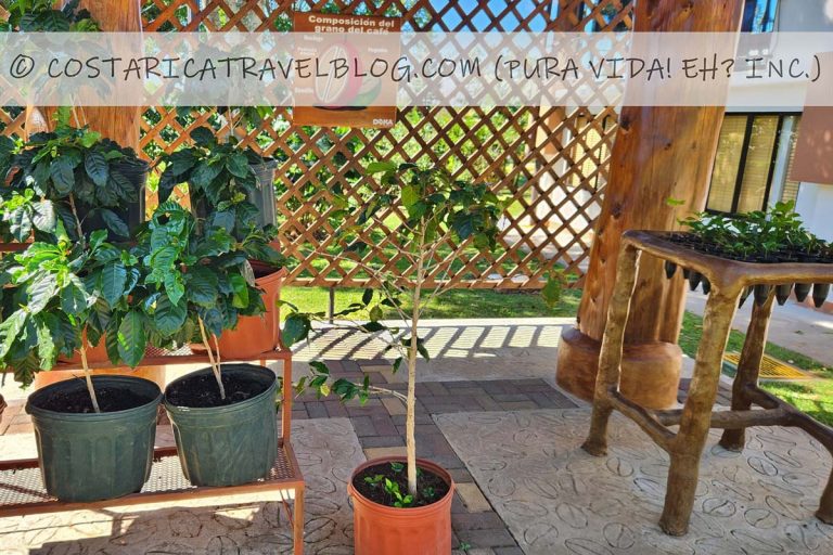 [2025] Visiting The Hacienda Doka Coffee Farm—Photos And Brief (5 ...