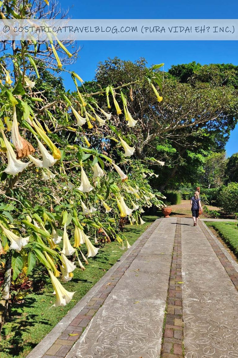 [2025] Visiting The Hacienda Doka Coffee Farm—Photos And Brief (5 ...