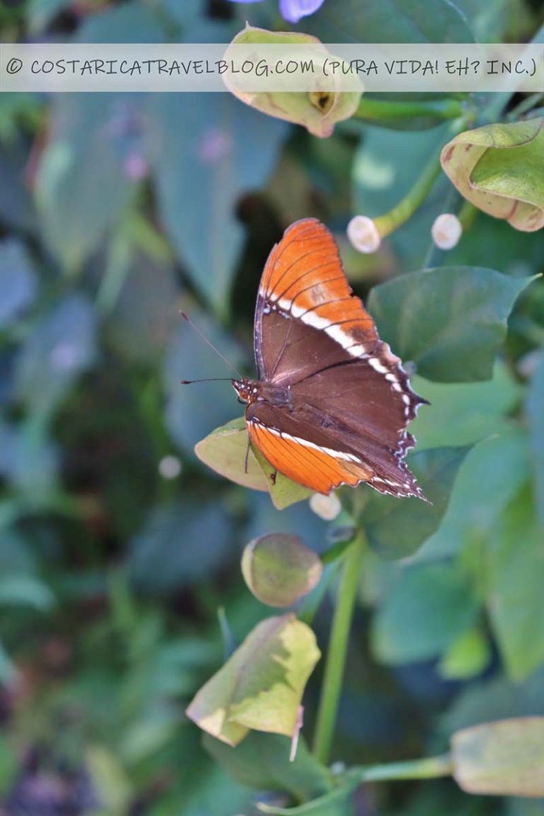 [2025] Visiting The Hacienda Doka Coffee Farm—Photos And Brief (5 ...