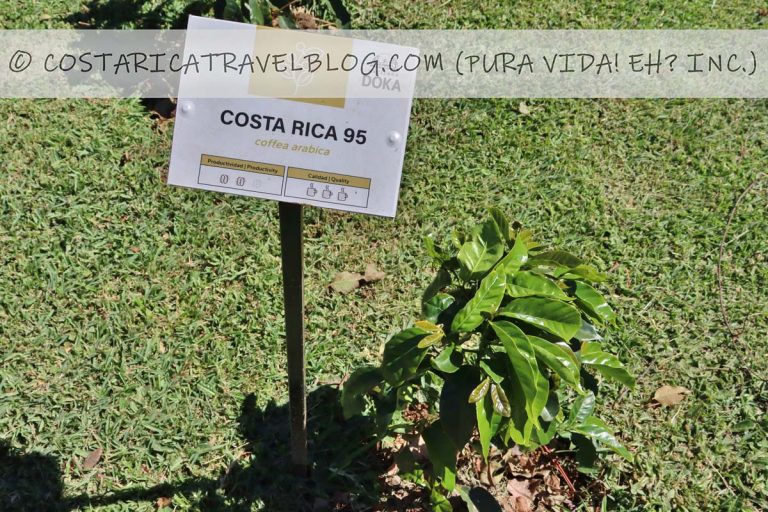 [2025] Visiting The Hacienda Doka Coffee Farm—Photos And Brief (5 ...