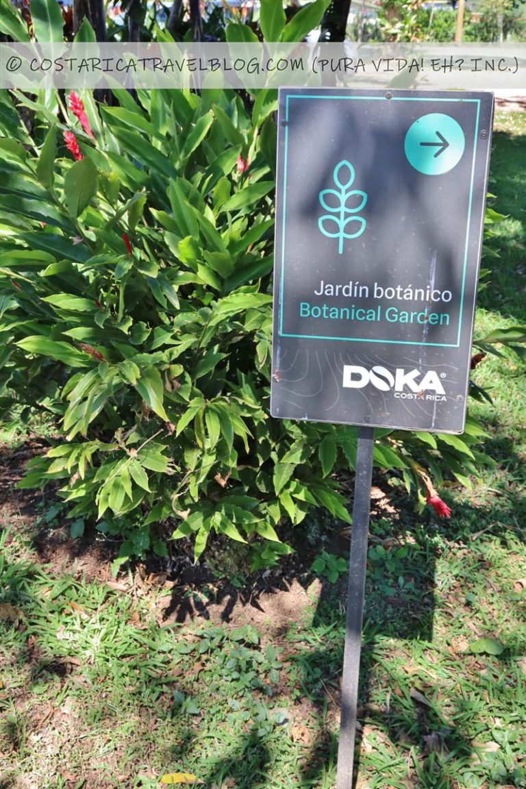 [2025] Visiting The Hacienda Doka Coffee Farm—Photos And Brief (5 ...