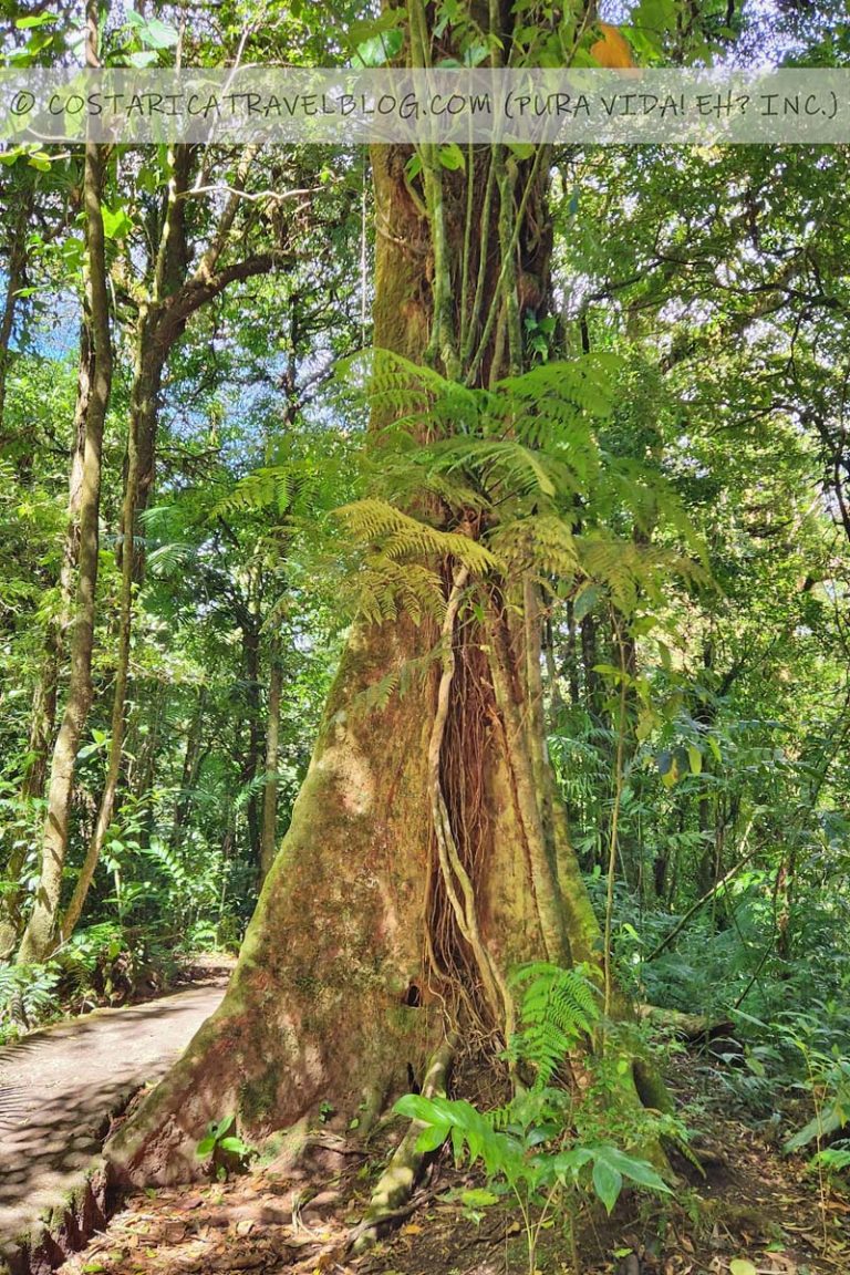 [2025] Monteverde Treetop Walkways Hanging Bridges (Selvatura Park ...