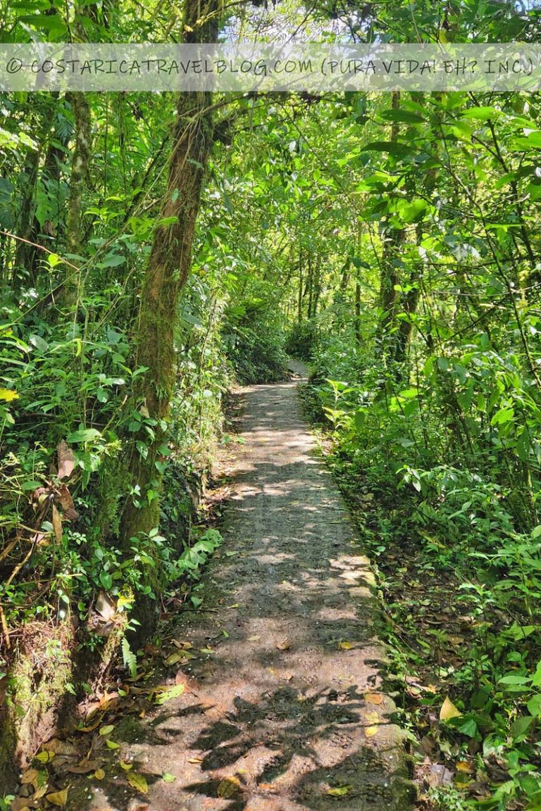 [2025] Monteverde Treetop Walkways Hanging Bridges (Selvatura Park ...