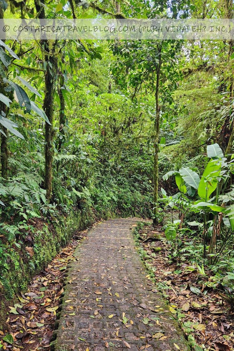 [2025] Monteverde Treetop Walkways Hanging Bridges (Selvatura Park ...